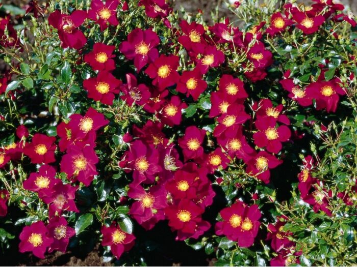 Dailas rozes – Latvijā audzēti rožu stādi