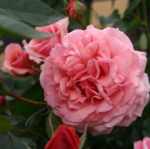 Dailas rozes – Latvijā audzēti rožu stādi