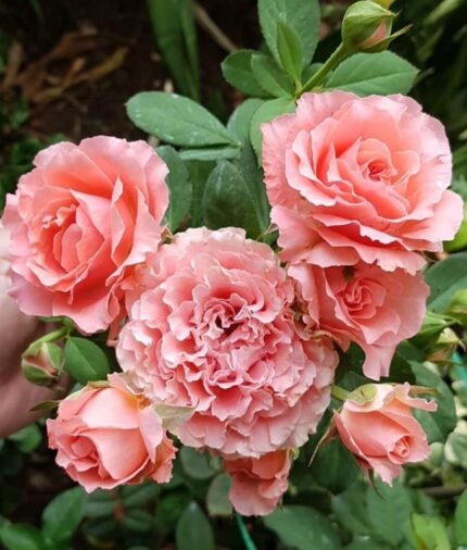 Dailas rozes – Latvijā audzēti rožu stādi