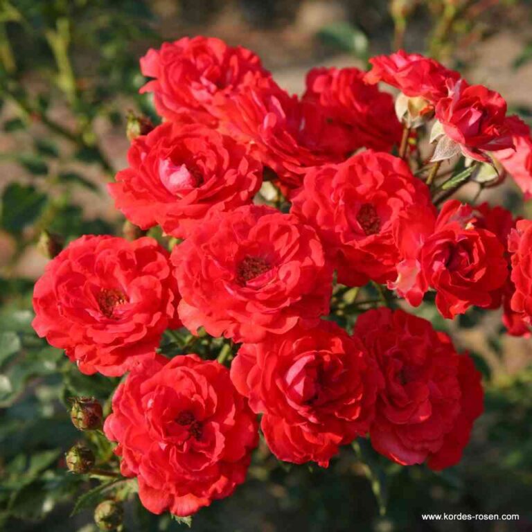 Dailas rozes – Latvijā audzēti rožu stādi