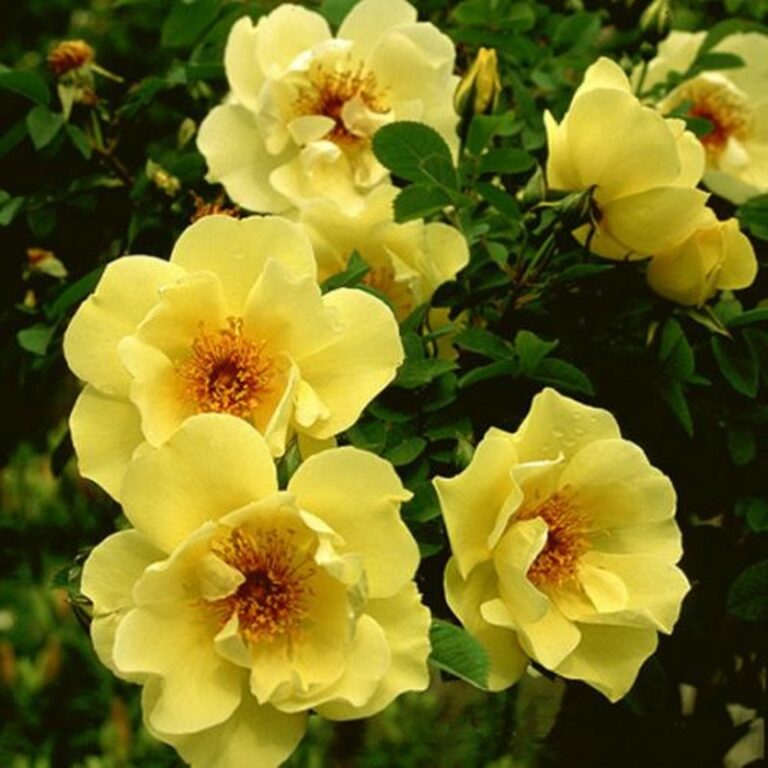 Dailas rozes – Latvijā audzēti rožu stādi