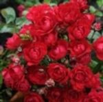 Dailas rozes – Latvijā audzēti rožu stādi